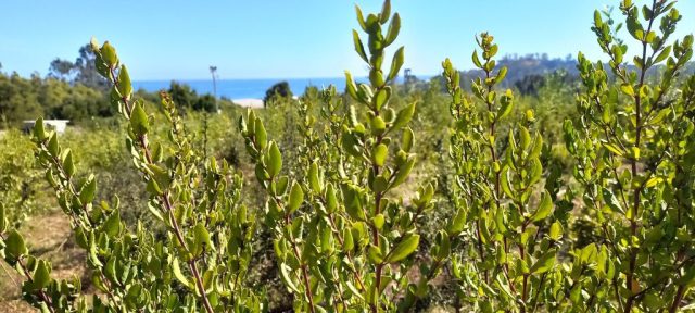 El proceso de reconversión del vertedero de cenizas de Bocamina, para ...